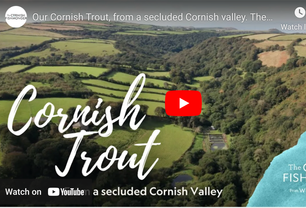 Our Cornish Trout, from a secluded Cornish valley. – The Cornish Fishmonger