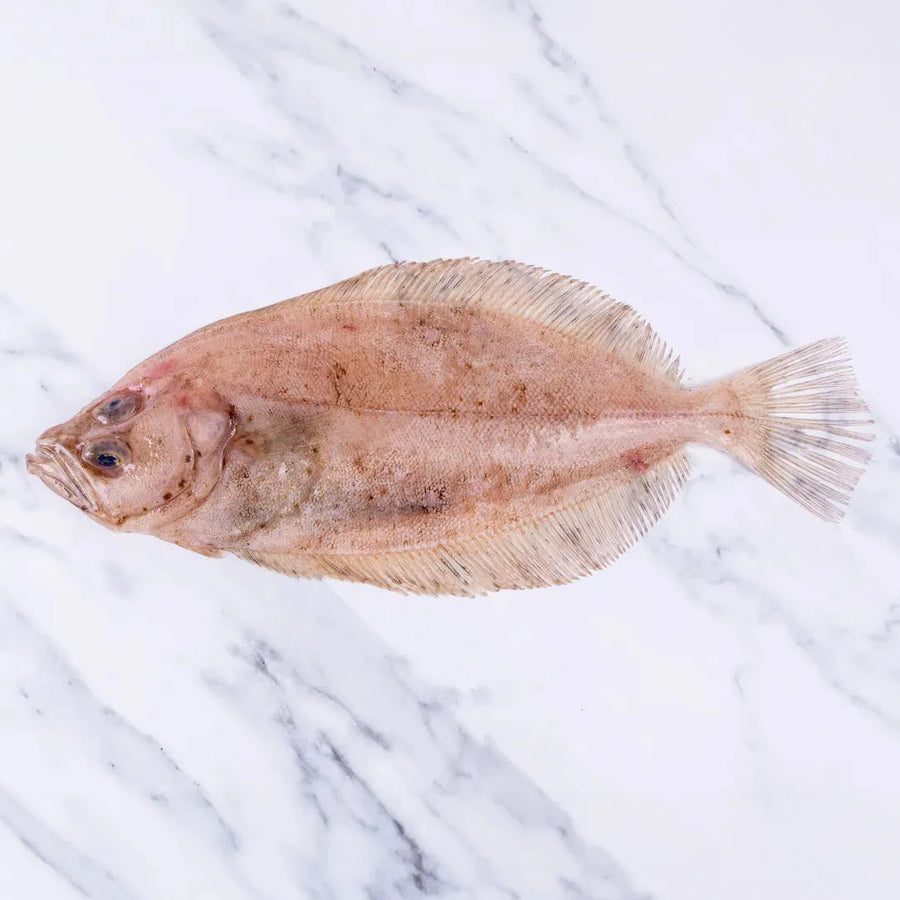 FRESH FISH – The Cornish Fishmonger