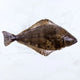 Buy Halibut Portions Online | The Cornish Fishmonger