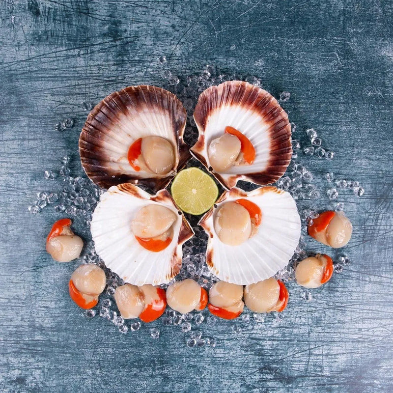 Buy Fresh Scallops Online | Hand cut Cornish King Scallops – The ...