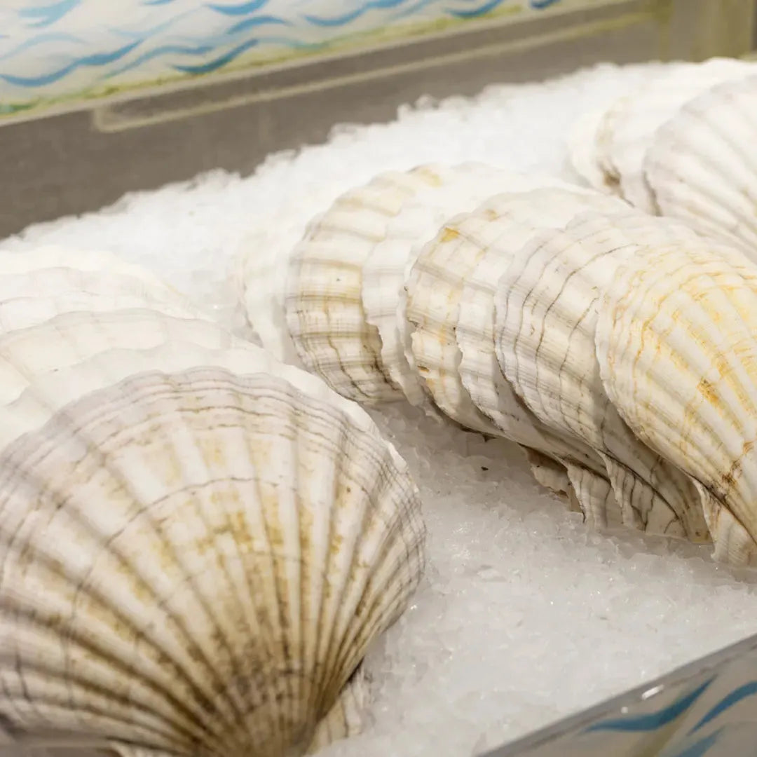 Empty Scallop Shells (each) – The Cornish Fishmonger