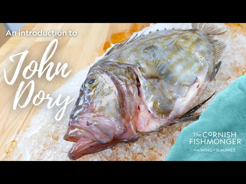 Buy Fresh John Dory Online | The Cornish Fishmonger