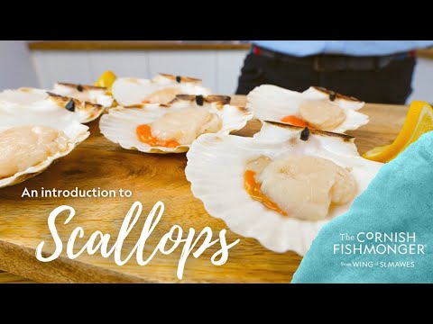 Buy Fresh Scallops Online | Hand cut Cornish King Scallops – The Cornish Fishmonger